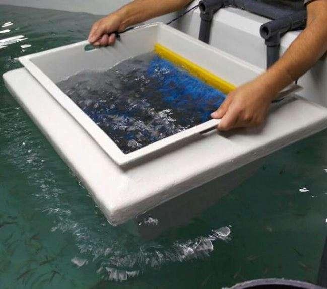 FISH SORTING CRADLE – Al Mustaqbal